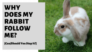 Why Does My Rabbit Follow Me? [Can/Should You Stop It?]