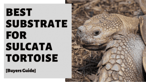 Best Substrate For Sulcata Tortoise [Buyers Guide]