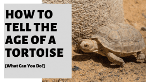 How To Tell The Age Of A Tortoise [What Can You Do?]