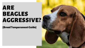 Are Beagles Aggressive? [Breed Temperament Guide]