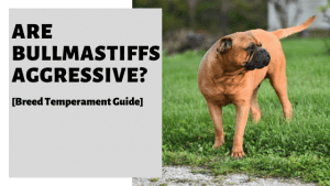 Are Bullmastiffs Aggressive? [Breed Temperament Guide]
