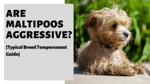 Are Maltipoos Aggressive? [Typical Breed Temperament Guide]
