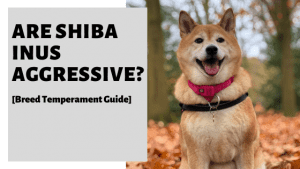 Are Shiba Inus Aggressive? [Breed Temperament Guide]