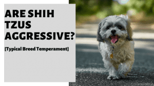 Are Shih Tzus Aggressive? [Typical Breed Temperament]