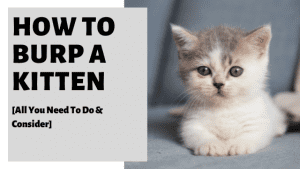How To Burp A Kitten [All You Need To Do & Consider]