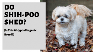 Do Shih-Poo Shed? [Is This A Hypoallergenic Breed?]