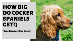 How Big Do Cocker Spaniels Get? [Breed Average Size Guide]