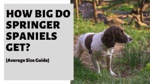 How Big Do Springer Spaniels Get? [Average Size Guide]