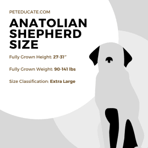 How Big Do Anatolian Shepherds Get? [Average Height, Weight & Size]
