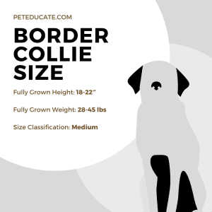How Big Do Border Collies Get? [When Do They Stop Growing?]