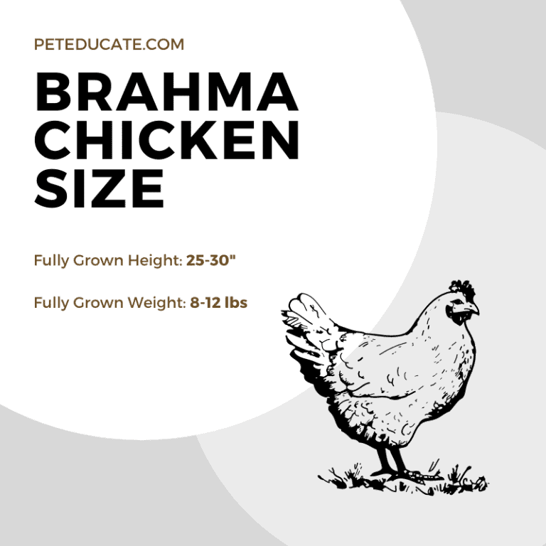 How Big Do Brahma Chickens Get? [Average Size Guide]