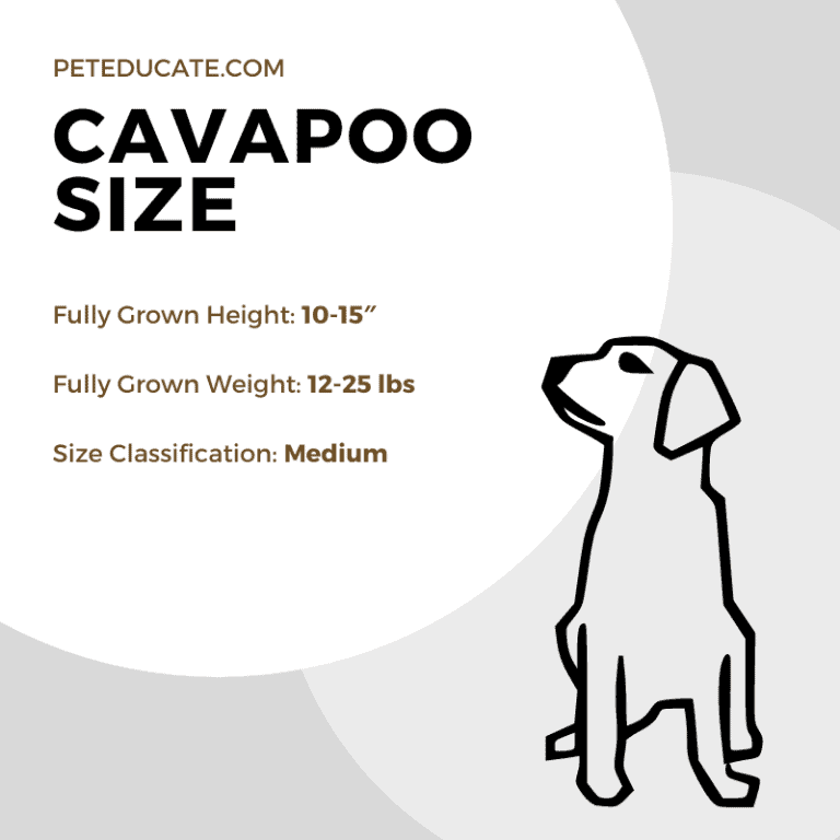 How Big Do Cavapoos Get? [Average Size & Weight By Owners]