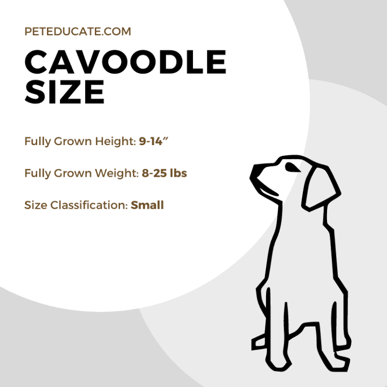 How Big Do Cavoodles Get? [Average Height, Weight and Size]