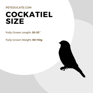 How Big Do Cockatiels Get? [Average Size & Weight Expectations]
