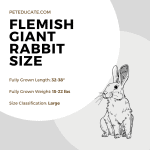 How Big Do Flemish Giant Rabbits Get? [Size Guide For Owners]