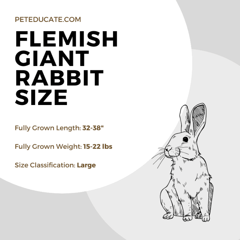 How Big Do Flemish Giant Rabbits Get? [Size Guide For Owners]