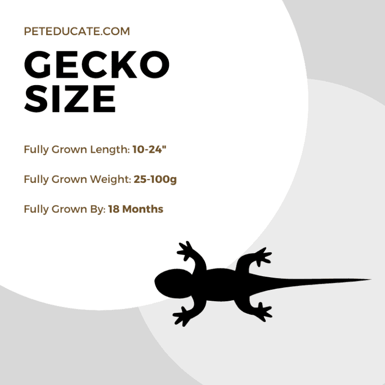 How Big Do Geckos Get? [With Size Chart By Age Tables]