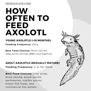 How Often To Feed Axolotl [Owners Complete Feeding Guide]