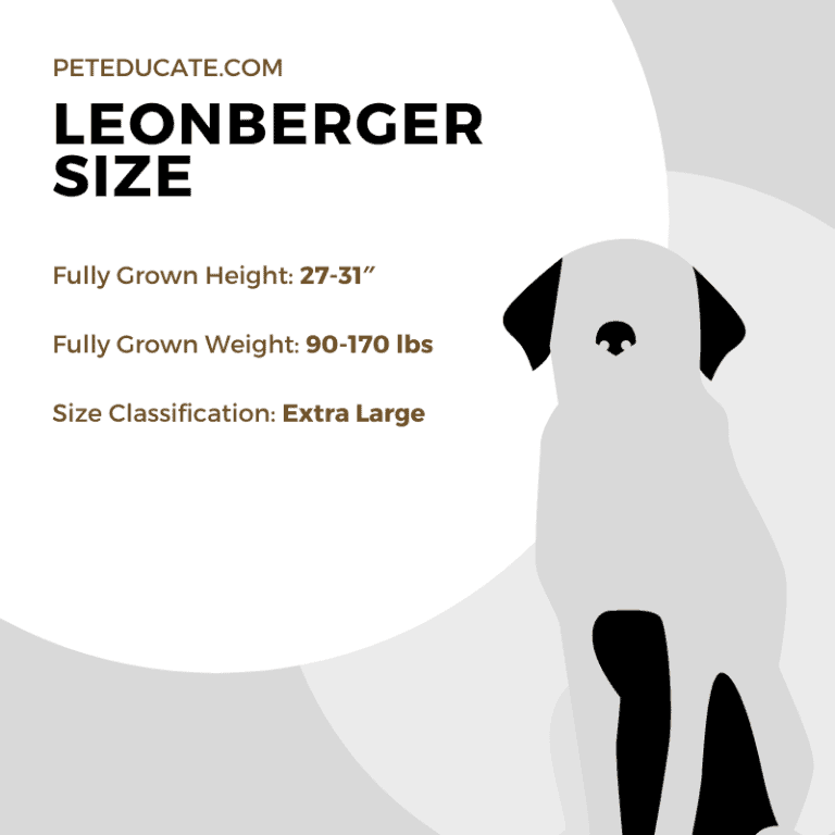 How Big Do Leonbergers Get? [Average Height, Weight and Size]