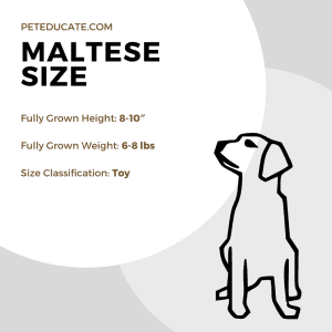 How Big Do Maltese Get? [Average Height, Weight And Size]