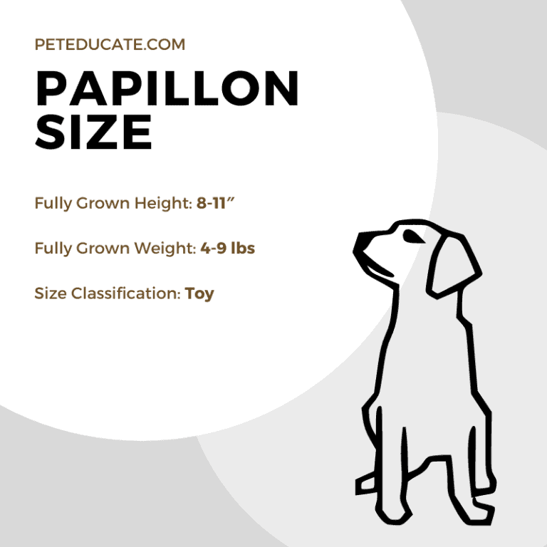 How Big Do Papillons Get? [Average Height, Weight & Size]