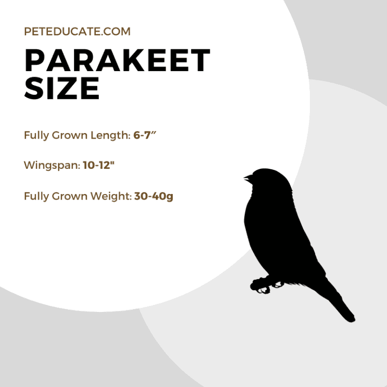 How Big Do Parakeets Get? [Length & Weight By Age Info Guide]