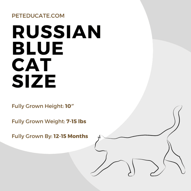 How Big Do Russian Blue Cats Get? [Average Size Guide]