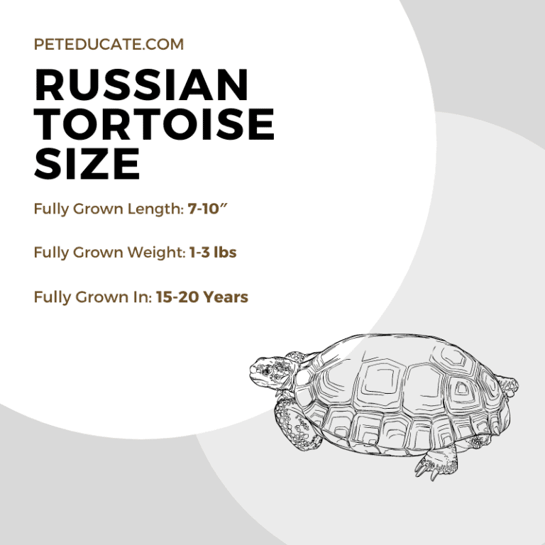 How Big Do Russian Tortoises Get? [Average Full Grown Size]