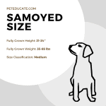 How Big Do Samoyeds Get? [Average Height, Weight and Size]