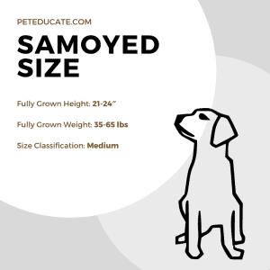 How Big Do Samoyeds Get? [Average Height, Weight and Size]