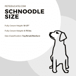 How Big Do Schnoodles Get? [Average Size For This Breed]