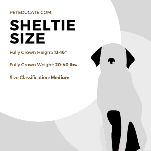 How Big Do Shelties Get? [Average Height, Weight and Size]