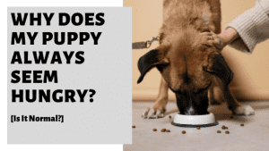 Why Does My Puppy Always Seem Hungry? [Is It Normal?]