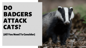 Do Badgers Attack Cats? [All You Need To Consider]