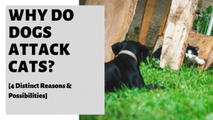 Why Do Dogs Attack Cats? [4 Distinct Reasons & Possibilities]