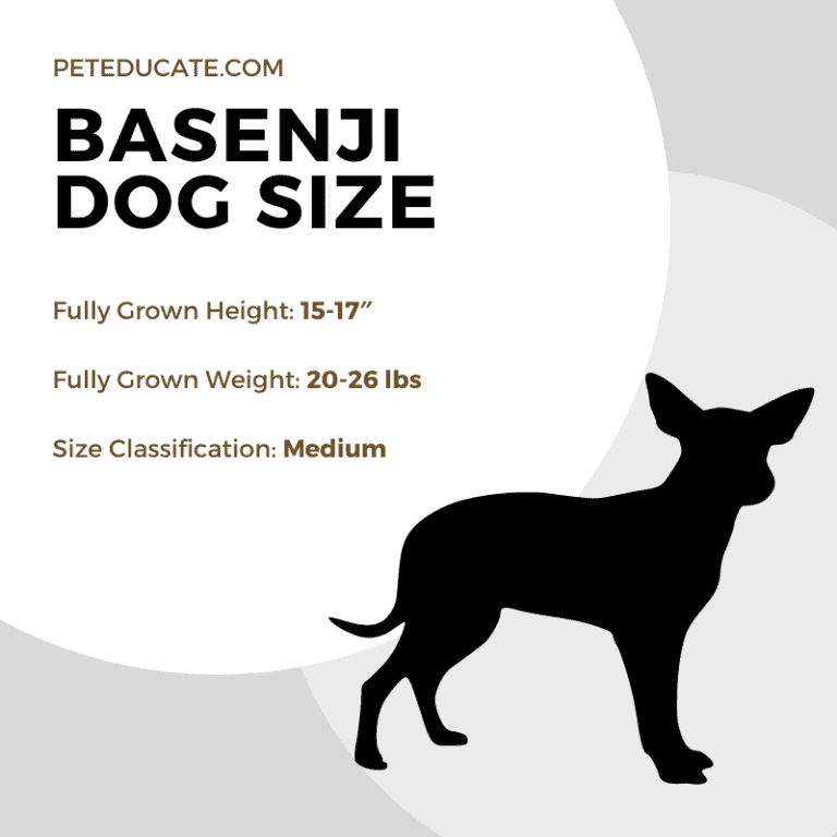 How Big Do Basenji Dogs Get? [Average Size Guide]