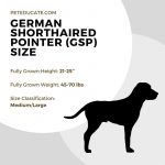 How Big Do German Shorthaired Pointers Get? [Size Guide]