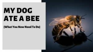 My Dog Ate A Bee [What You Now Need To Do]