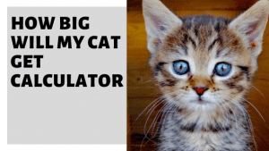 How Big Will My Cat Get Calculator » Pet Educate