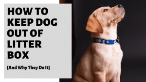 How To Keep Dog Out Of Litter Box [And Why They Do It]