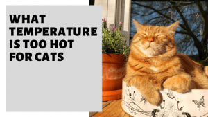 What Temperature Is Too Hot For Cats? [& How To Keep Them Cool]