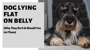 Dog Lying Flat On Belly [Why They Do It & Should You Let Them]