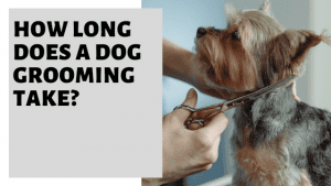 How Long Does A Dog Grooming Take? » Pet Educate