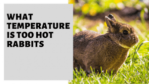 What Temperature Is Too Hot For Rabbits? » Pet Educate