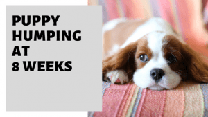 Puppy Humping At 8 Weeks [5 Reasons Why They Do This] » Pet Educate