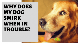 Why Does My Dog Smirk When In Trouble? » Pet Educate