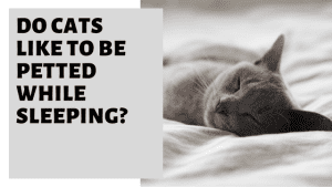 Do Cats Like To Be Petted While Sleeping? » Pet Educate