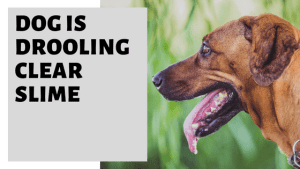 Dog Is Drooling Clear Slime [Why & What To Do] » Pet Educate