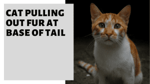Cat Pulling Out Fur At Base Of Tail [Why & What To Do]