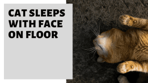 Cat Sleeps With Face On Floor [Why & Need You Worry?] » Pet Educate